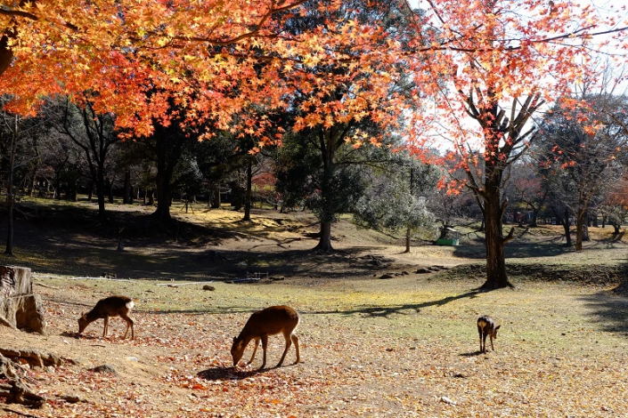 Que visiter à Nara - Le Japon pour tous